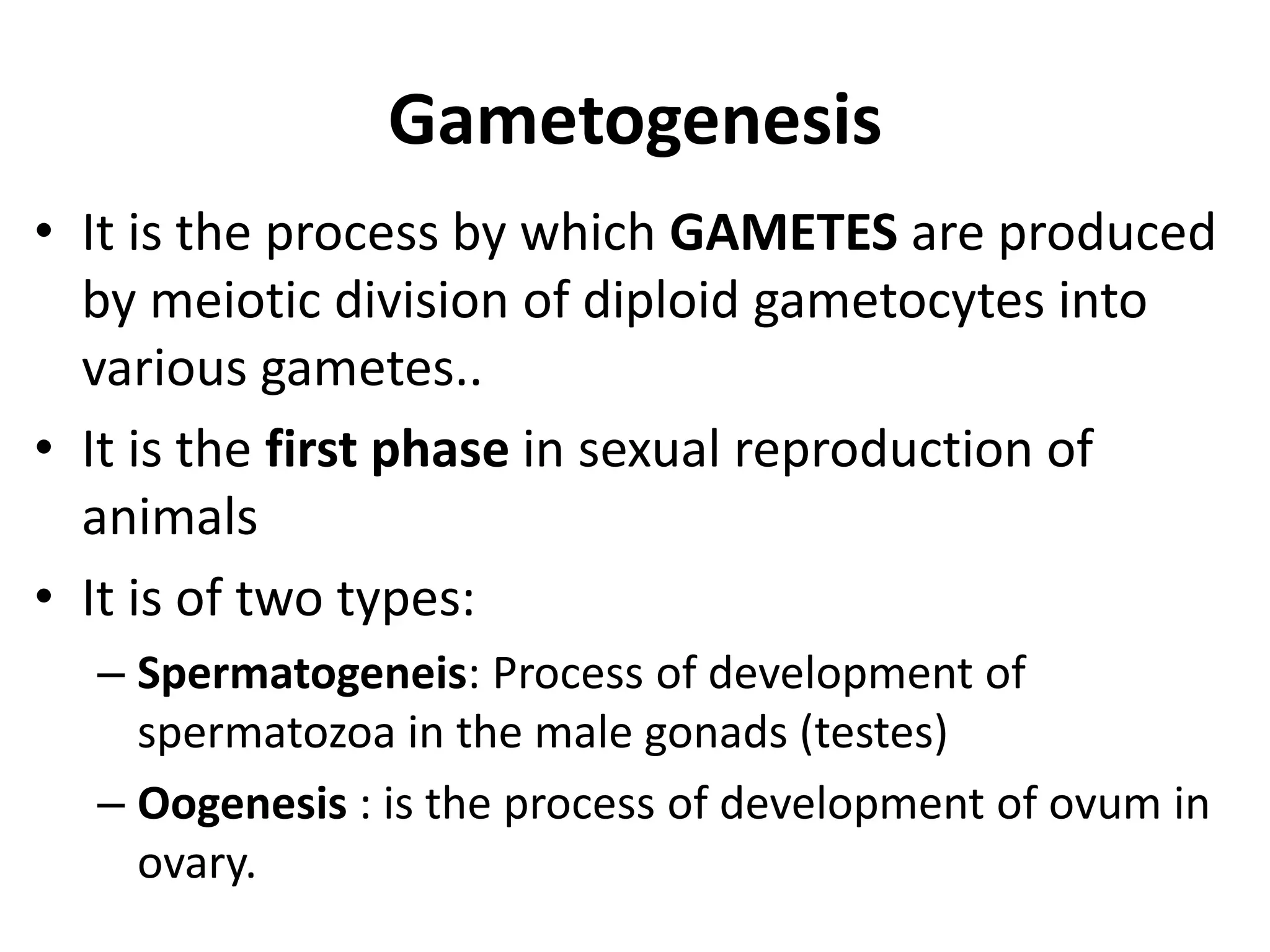 Spermatogenesis | PPTX