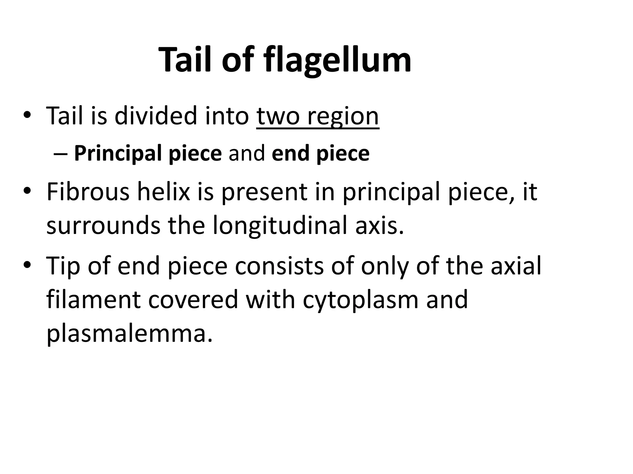 Spermatogenesis | PPTX
