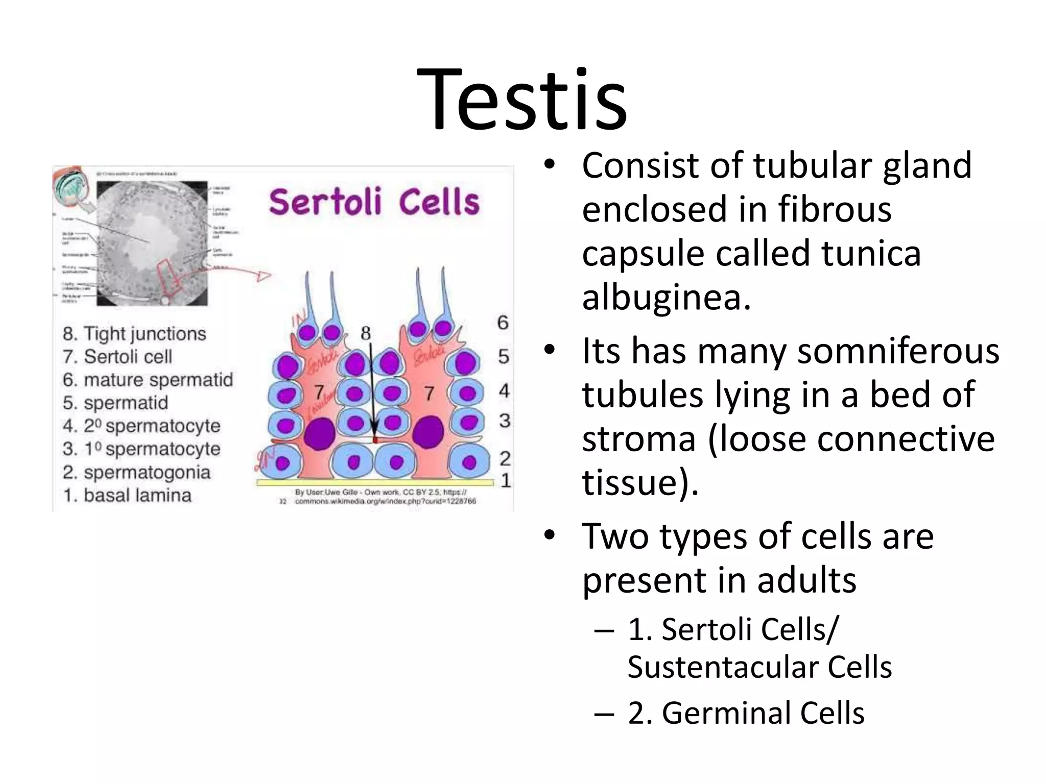 Spermatogenesis | PPTX
