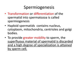 Spermatogenesis | PPTX