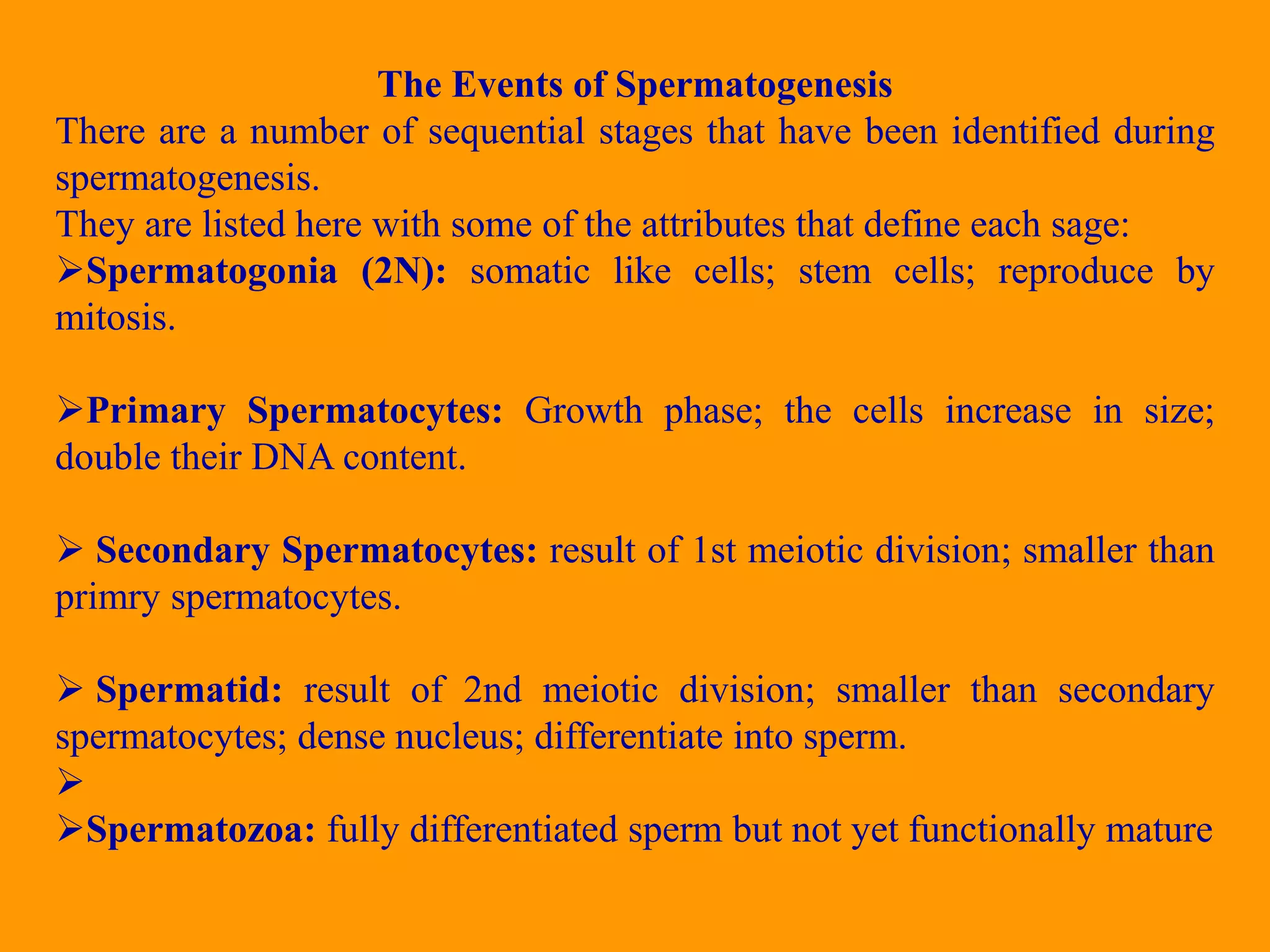 Spermatogenesis | PPTX