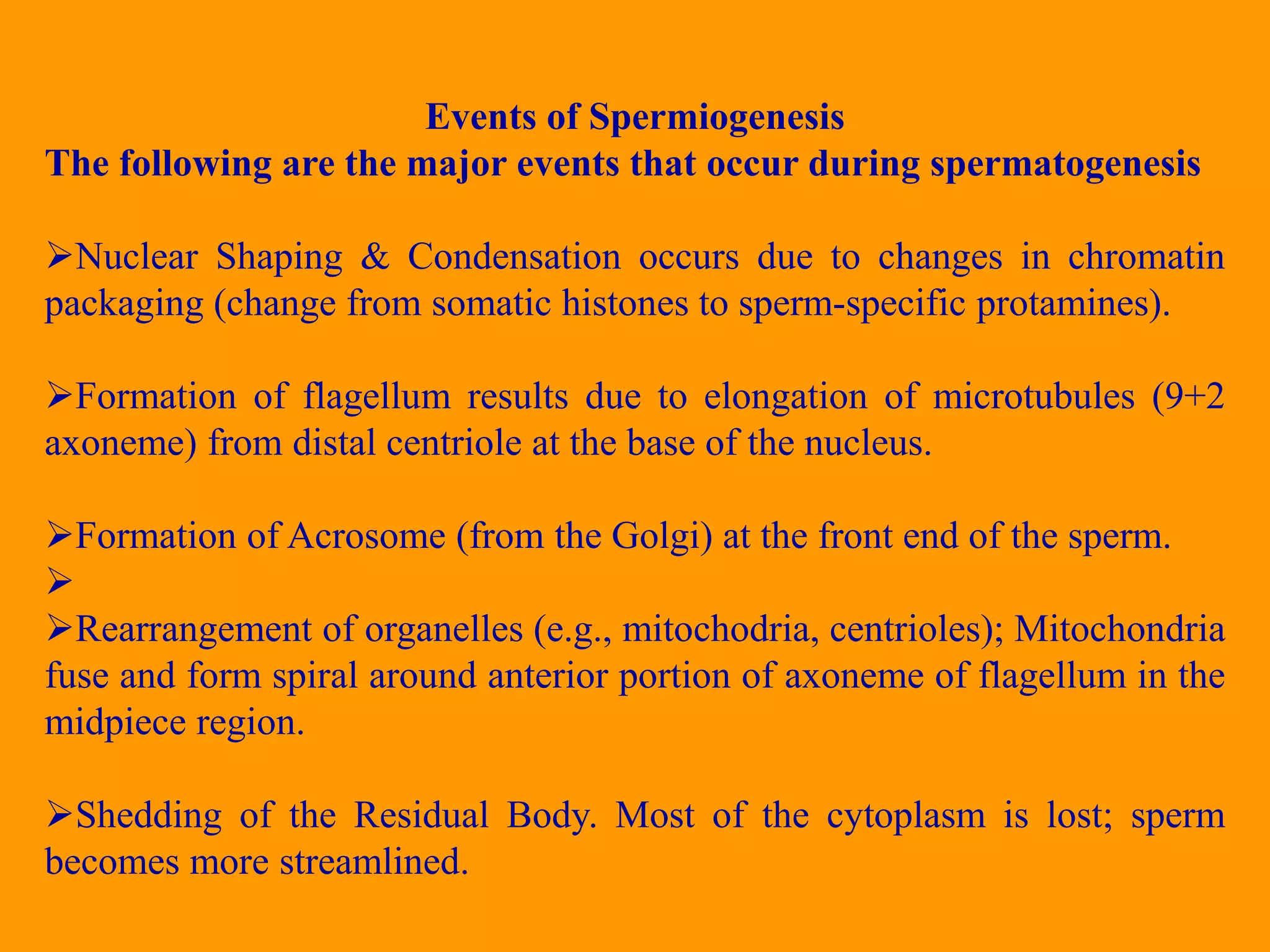 Spermatogenesis | PPTX