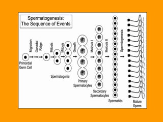 Spermatogenesis | PPTX