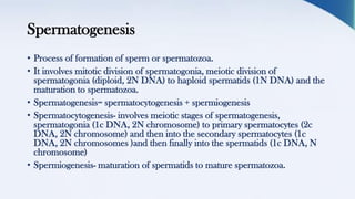 Spermatogenesis And Oogenesis Animation