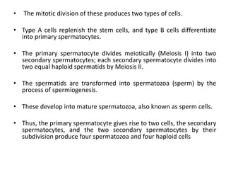 Spermatogenesis | PPTX