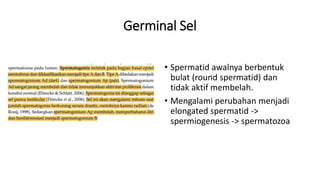Spermatogenesis.pptx