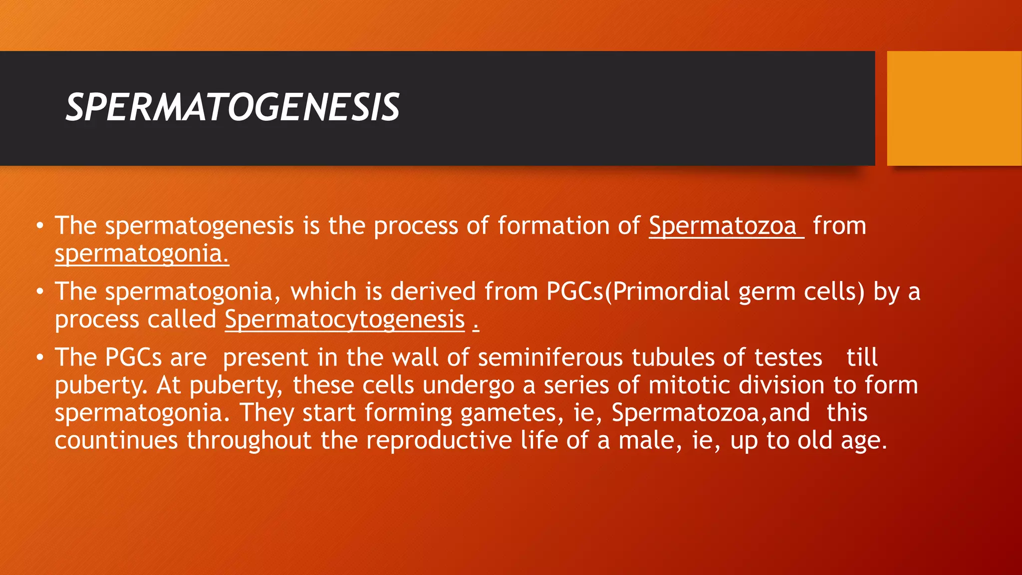 SPERMATOGENESIS.pptx