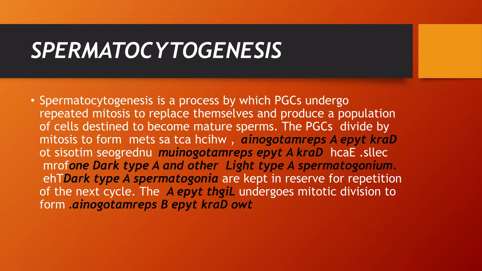 SPERMATOGENESIS.pptx