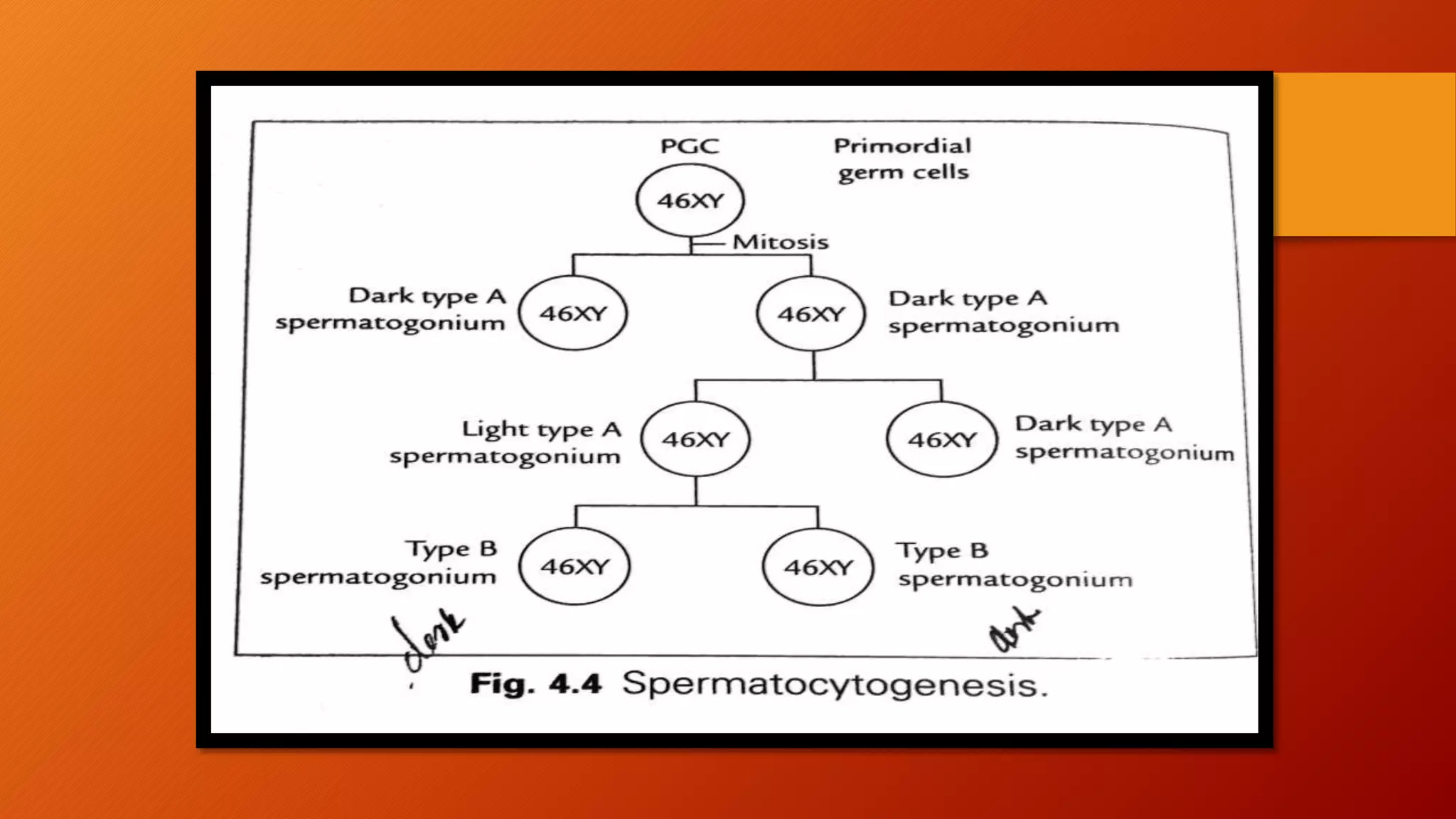 SPERMATOGENESIS.pptx