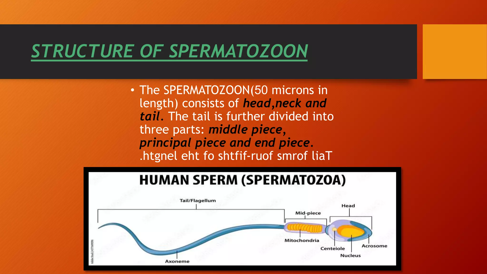 SPERMATOGENESIS.pptx