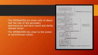 SPERMATOGENESIS.pptx