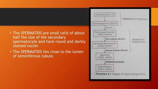 SPERMATOGENESIS.pptx