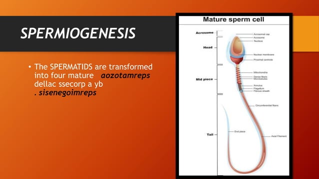 SPERMATOGENESIS.pptx