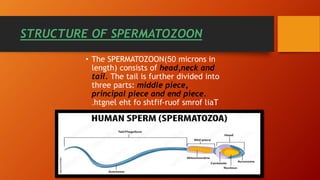 SPERMATOGENESIS.pptx