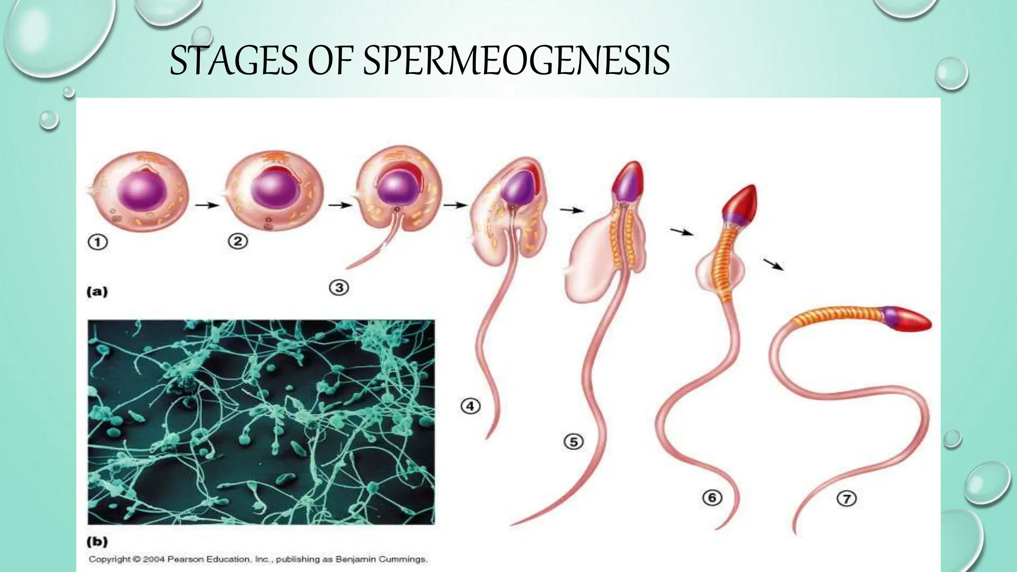 Process of SPERMATOGENESIS and oogenesis.pptx