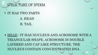 Process of SPERMATOGENESIS and oogenesis.pptx