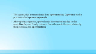 Spermatogenesis-Abdullahi Ali.pptx