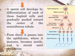 Spermatogenesis-converted.pdf