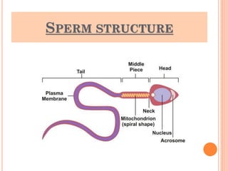 Spermatogenesis-converted.pdf
