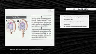 Spermatogenesis genetics | PPT