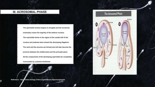 Spermatogenesis genetics | PPT