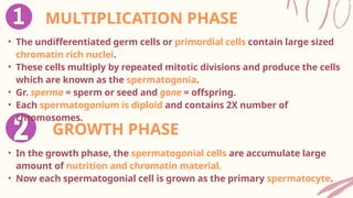 Male Gamete formation : Spermatogenesis | PPT