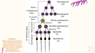 Male Gamete formation : Spermatogenesis | PPT