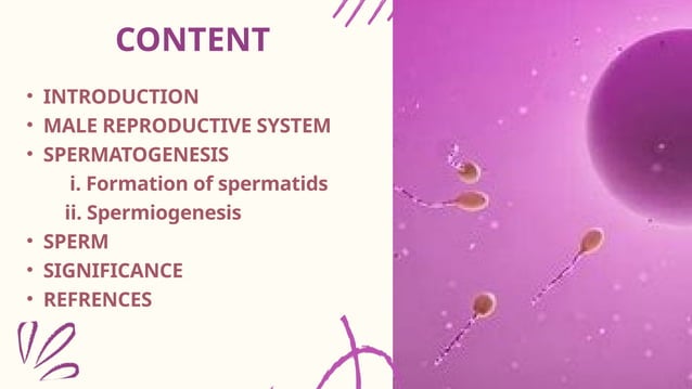 Male Gamete formation : Spermatogenesis | PPT