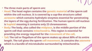 Male Gamete formation : Spermatogenesis | PPT