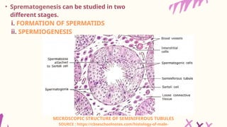 Male Gamete formation : Spermatogenesis | PPT