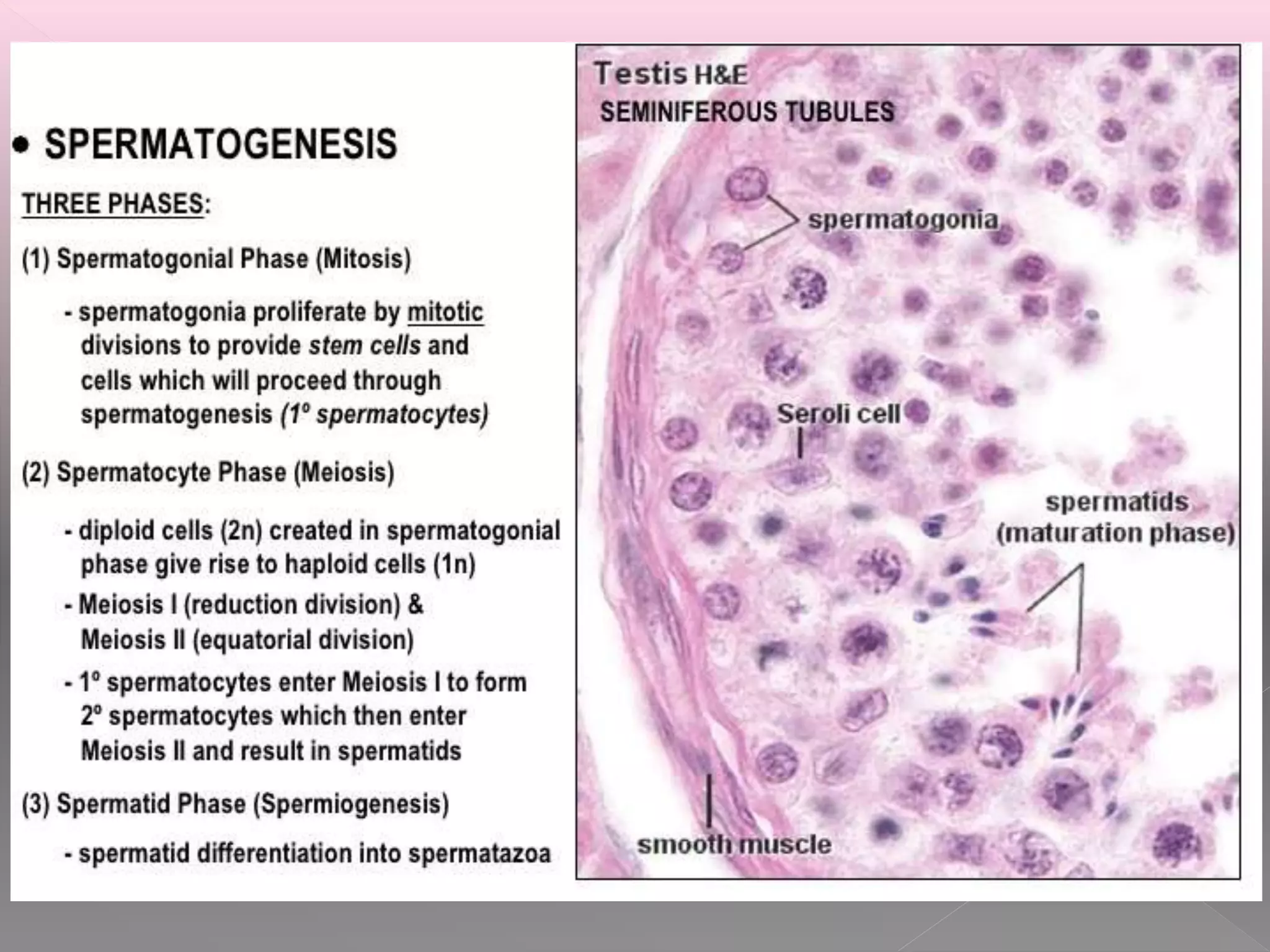 spermatogenesis .pptx