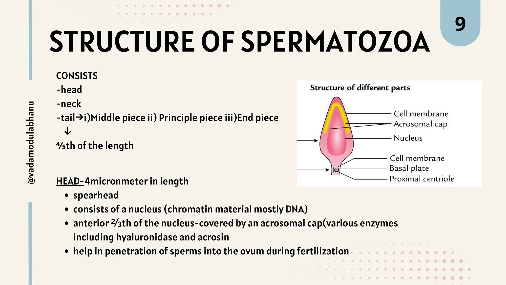 Spermatogenesis presented by V.Bhanu.pdf