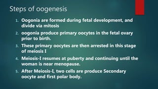 Spermatogenesis and oogenesis | PPTX