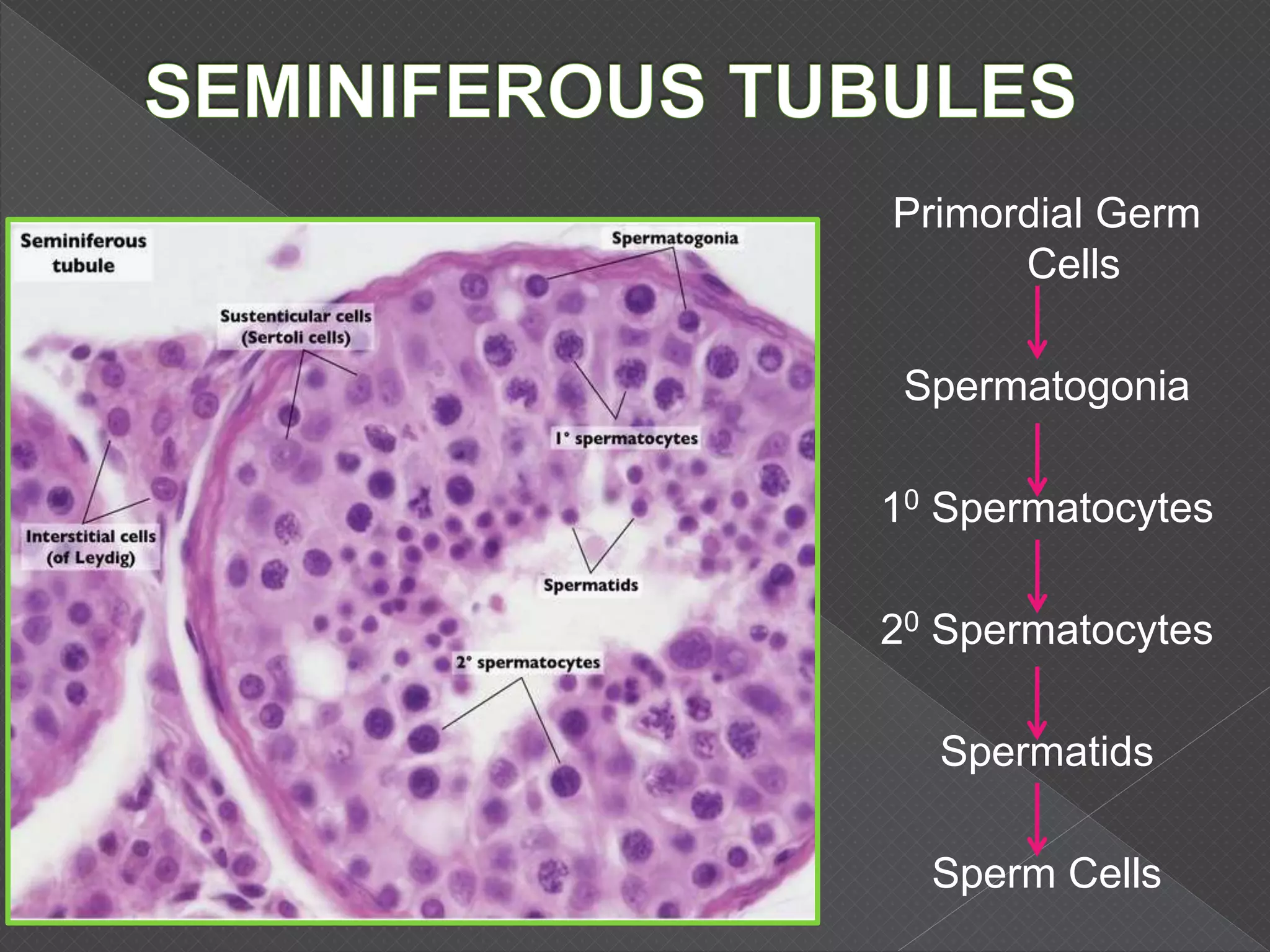 Spermatogenesis and oogenesis | PPTX