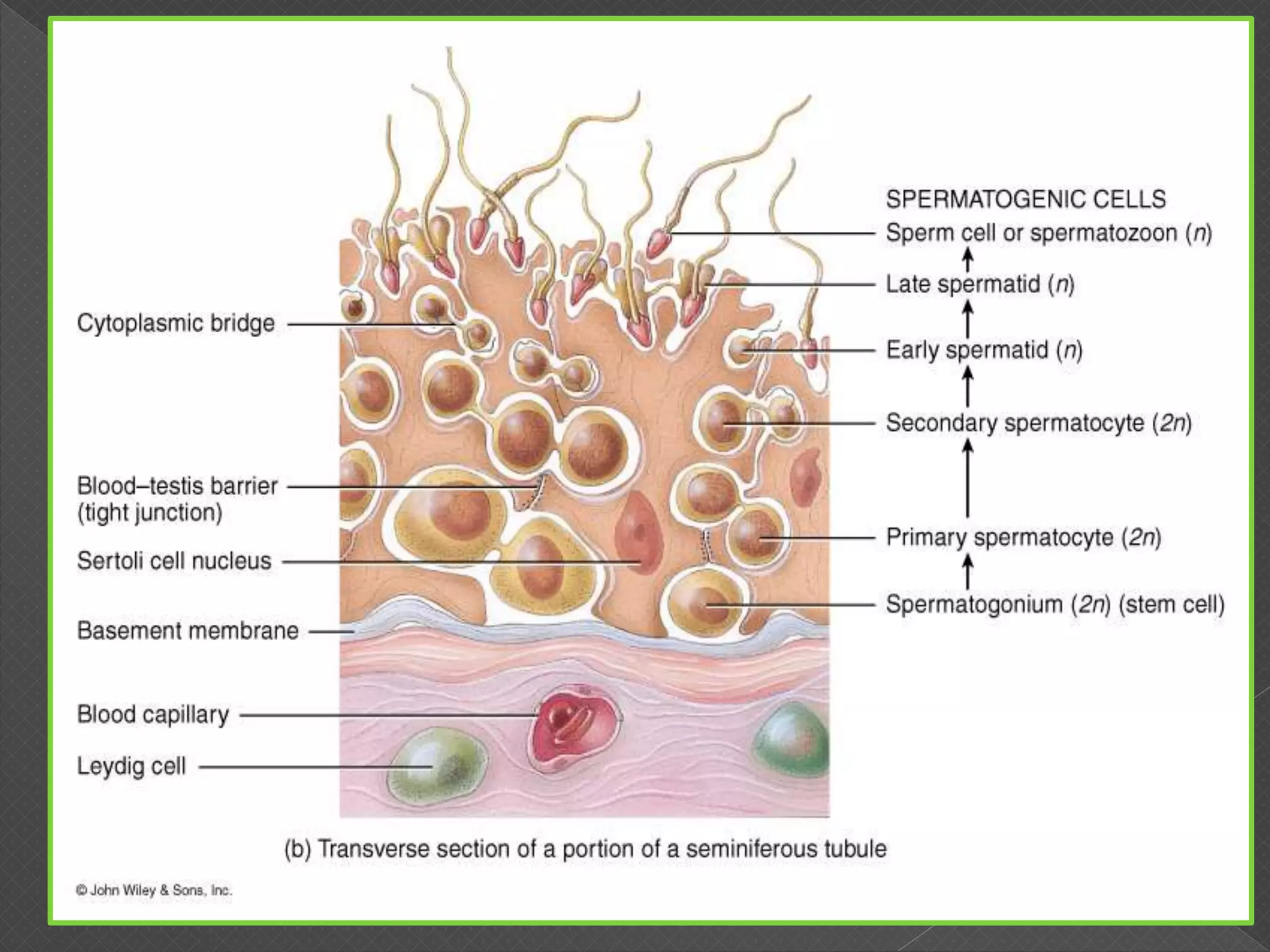Spermatogenesis and oogenesis | PPTX