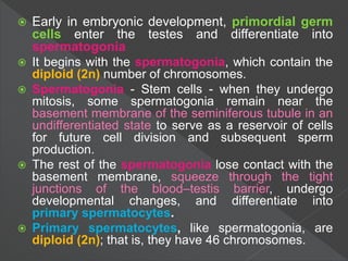 Spermatogenesis and oogenesis | PPTX