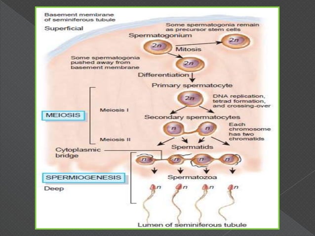 Spermatogenesis and oogenesis | PPTX
