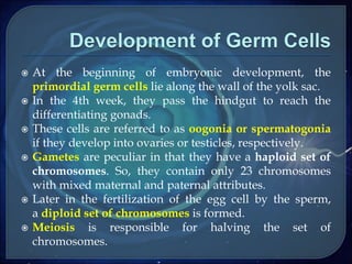 Spermatogenesis And Oogenesis Animation
