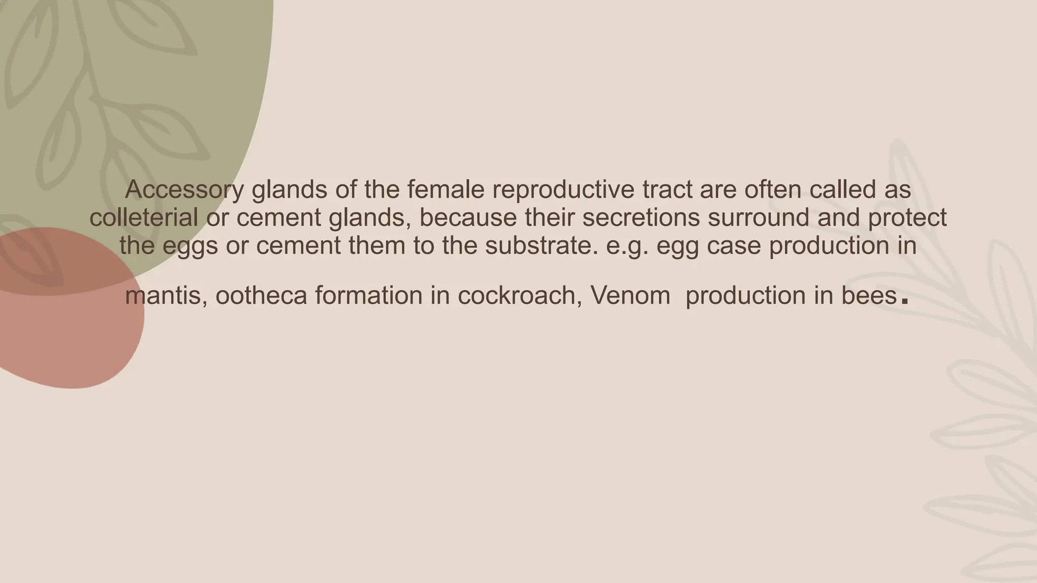 SPERMATOGENESIS AND OOGENESIS IN INSECTS | PPTX