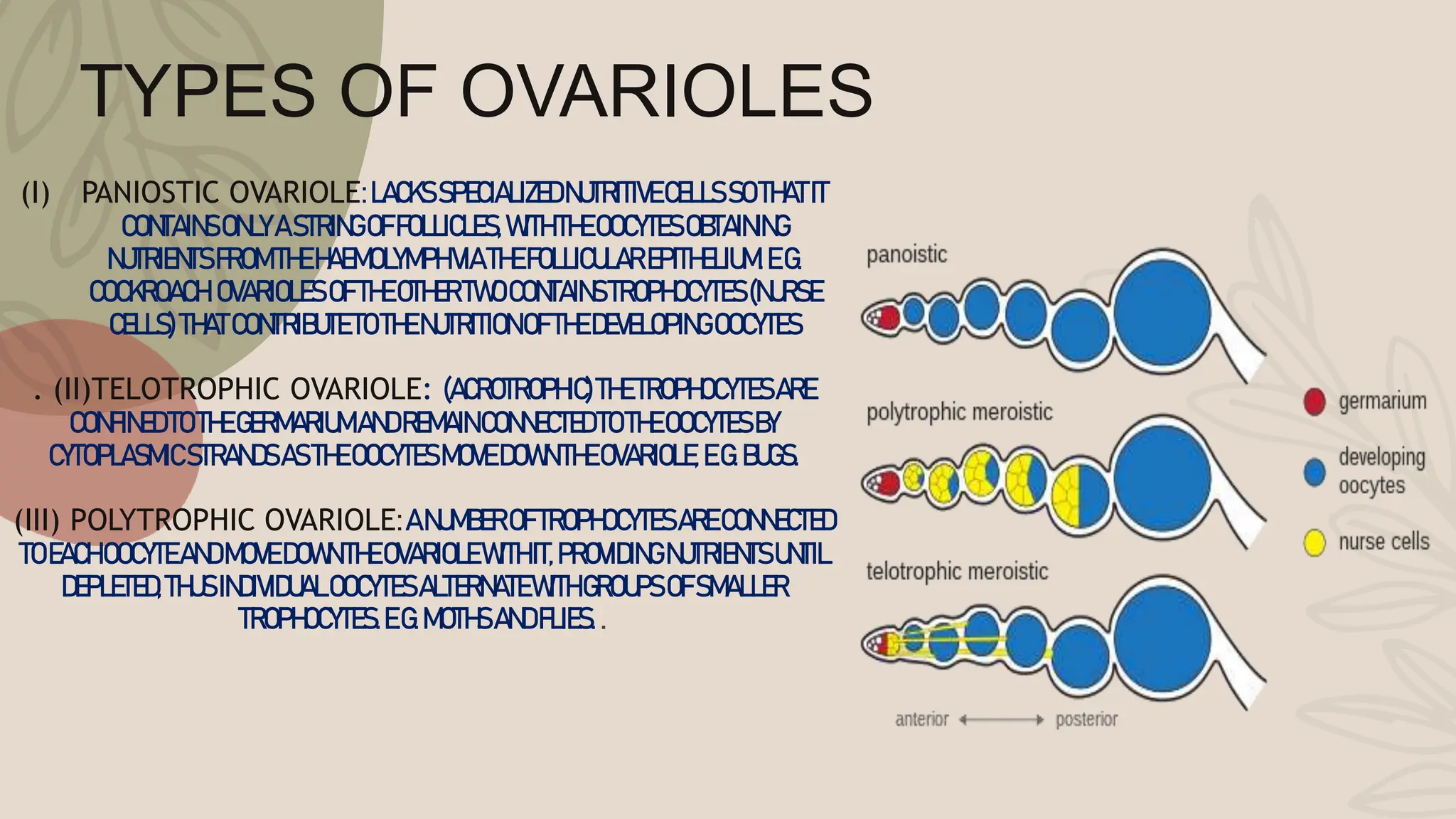 SPERMATOGENESIS AND OOGENESIS IN INSECTS | PPTX