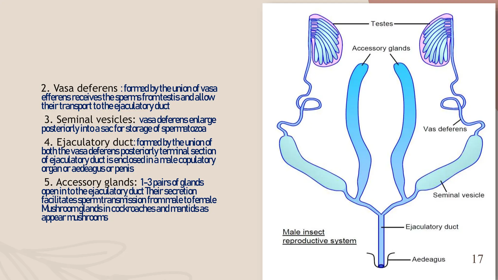 SPERMATOGENESIS AND OOGENESIS IN INSECTS | PPTX