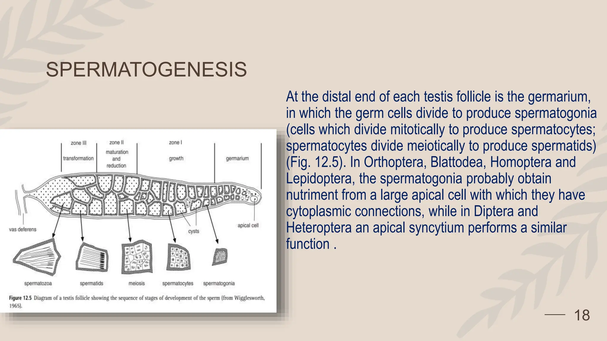 SPERMATOGENESIS AND OOGENESIS IN INSECTS | PPTX