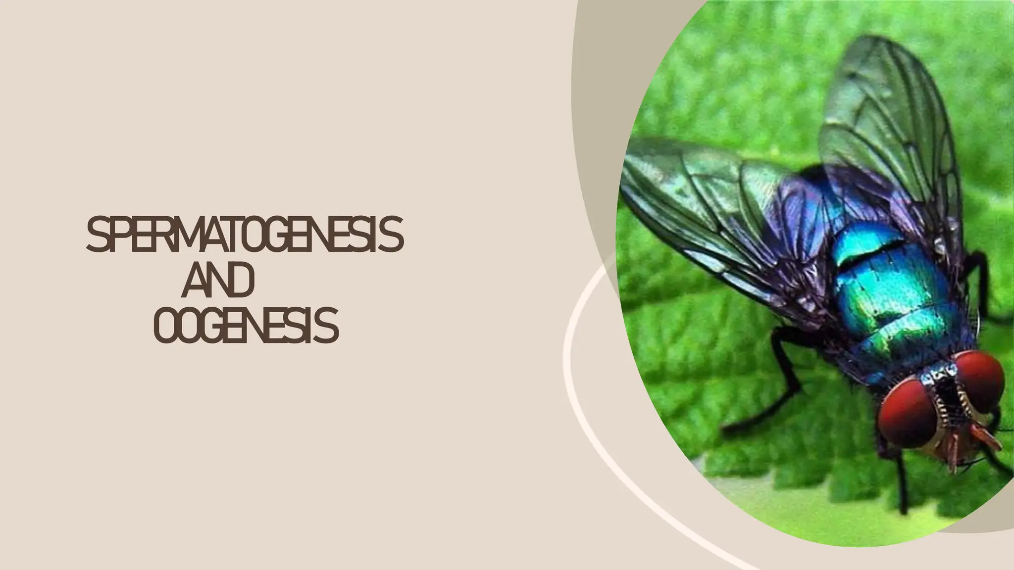 SPERMATOGENESIS AND OOGENESIS IN INSECTS | PPTX
