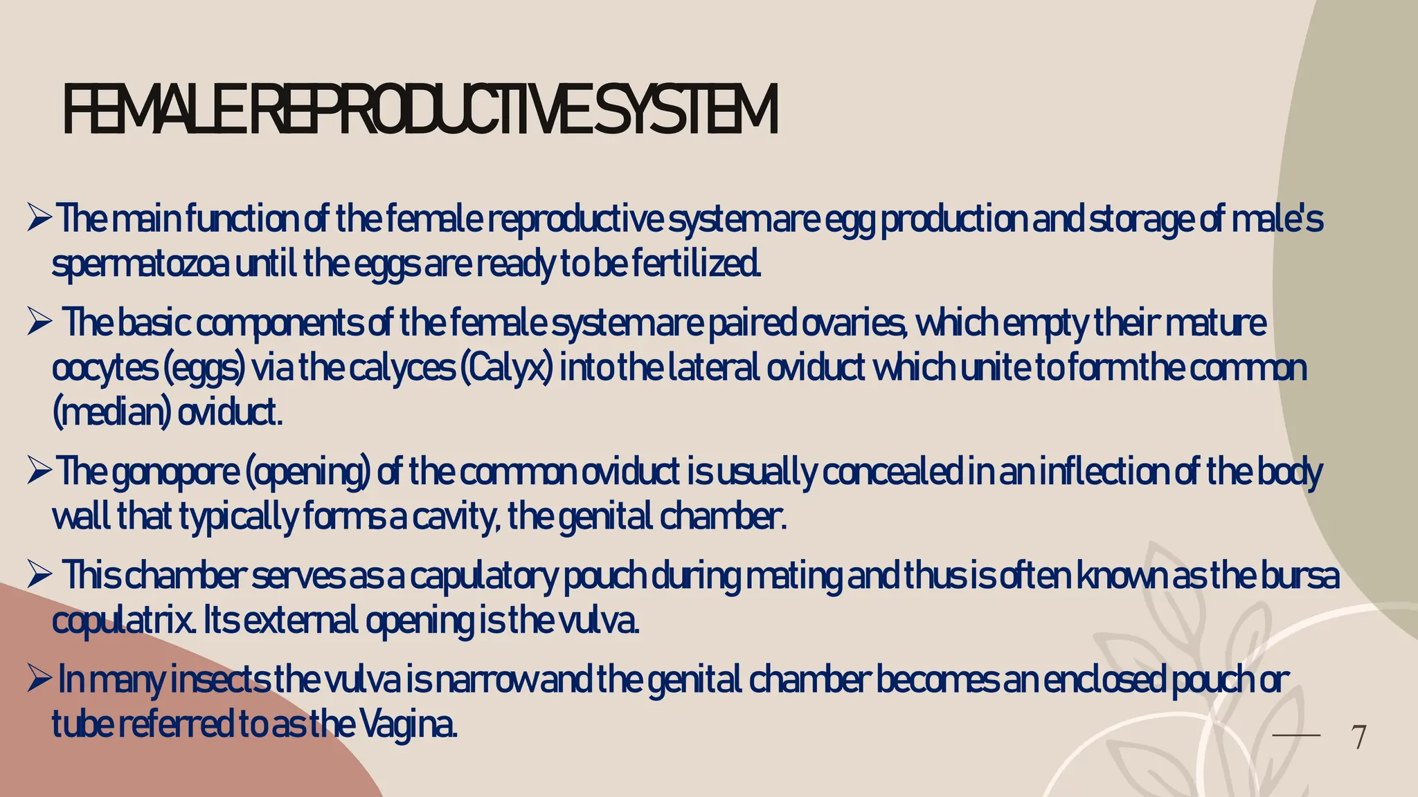 SPERMATOGENESIS AND OOGENESIS IN INSECTS | PPTX