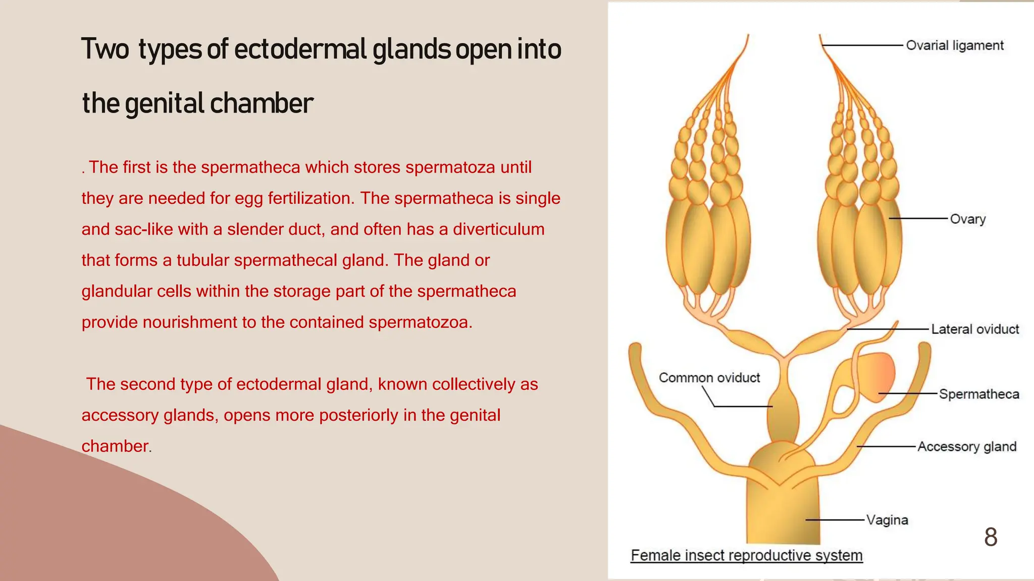 SPERMATOGENESIS AND OOGENESIS IN INSECTS | PPTX