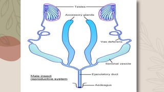 SPERMATOGENESIS AND OOGENESIS IN INSECTS | PPTX