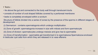 SPERMATOGENESIS AND OOGENESIS IN INSECTS | PPTX