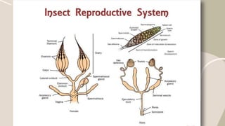 SPERMATOGENESIS AND OOGENESIS IN INSECTS | PPTX