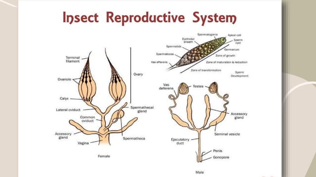 SPERMATOGENESIS AND OOGENESIS IN INSECTS | PPTX