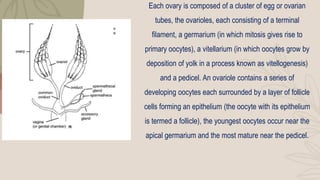 SPERMATOGENESIS AND OOGENESIS IN INSECTS | PPTX